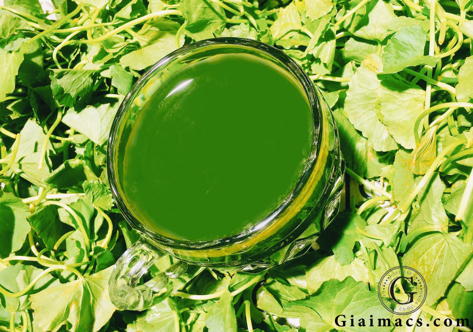 Uống nước rau má có tác dụng gì và 2 cách làm nước rau má ngon, tiện ...